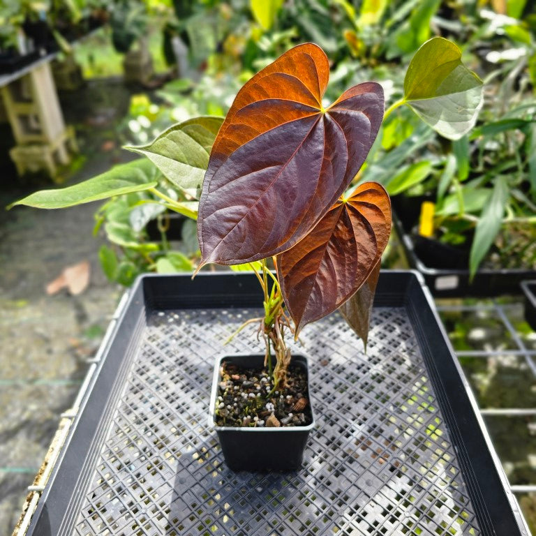 Anthurium Red Beauty, Exact Plant double plant – Canopy Gems