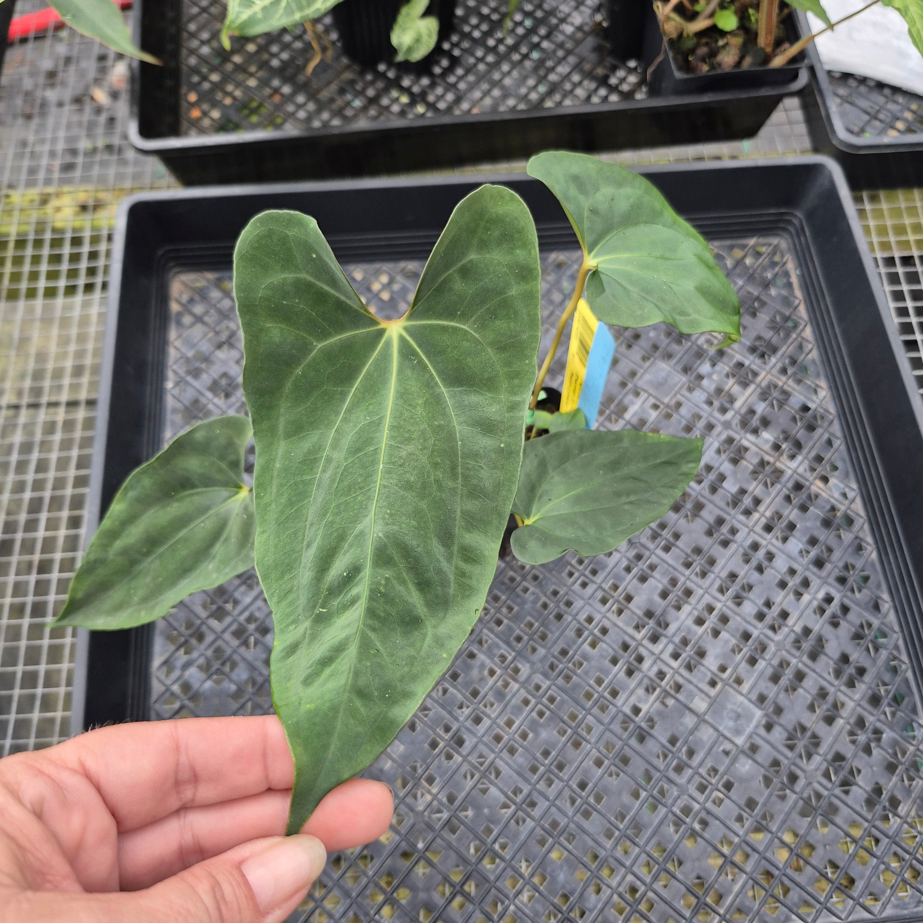 Anthurium Papillilaminum Fort Sherman X ( FS X Ralph Lynam)Ships Natio ...