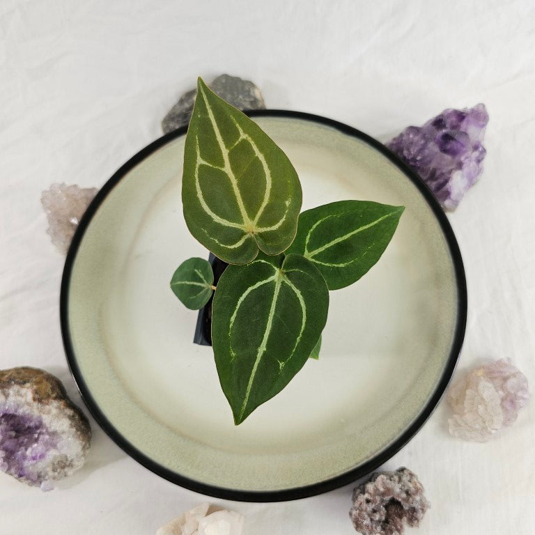 Anthurium "Michelle x Zara" x Noid Hybrid, Exact Plant Doc Block' Ship ...