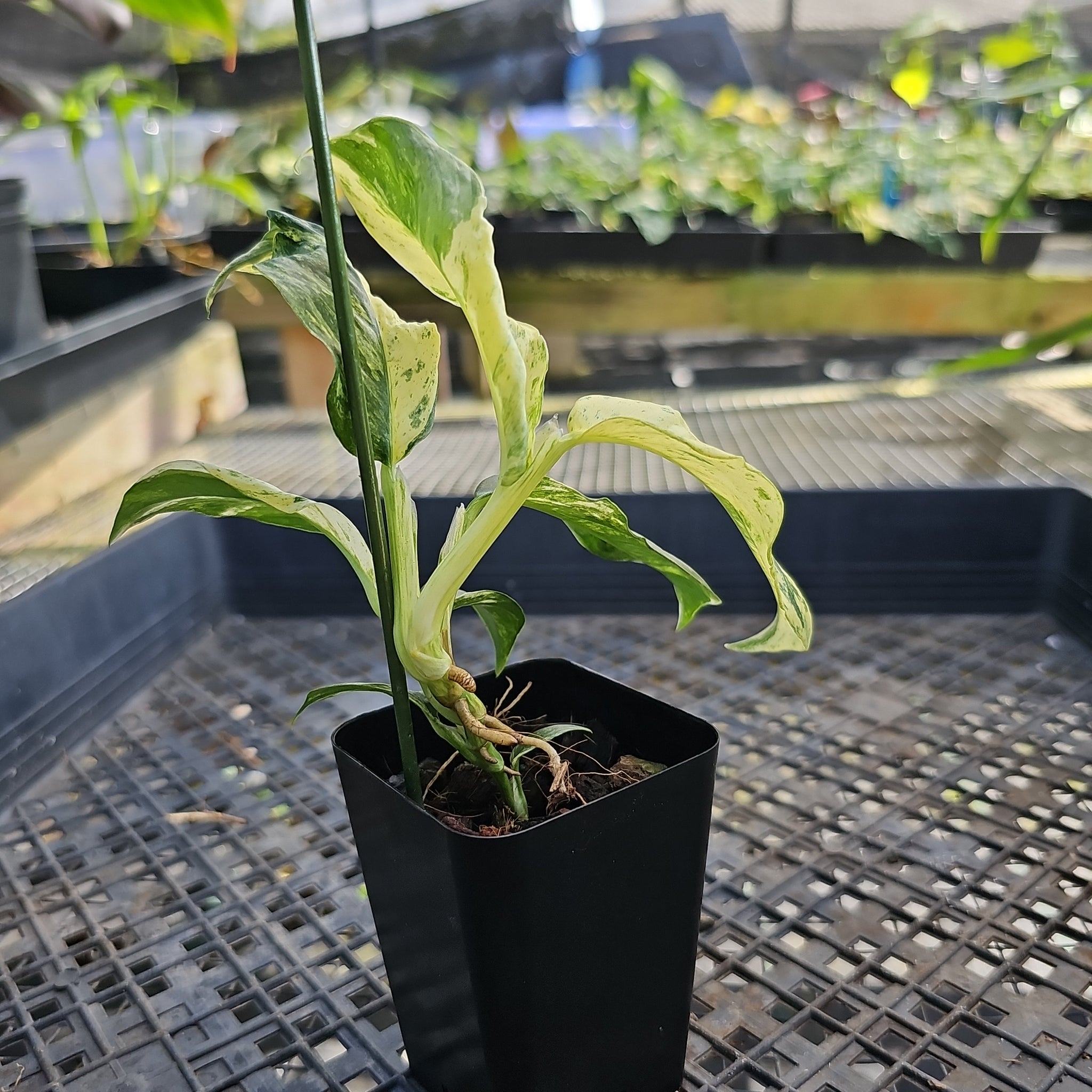 Rhaphidophora Puberula, Exact Plant Variegated Ships Nationwide ...