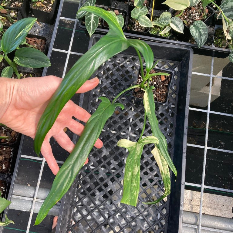 Philodendron Holtonianum variegated, Exact Plant Ships Nationwide ...