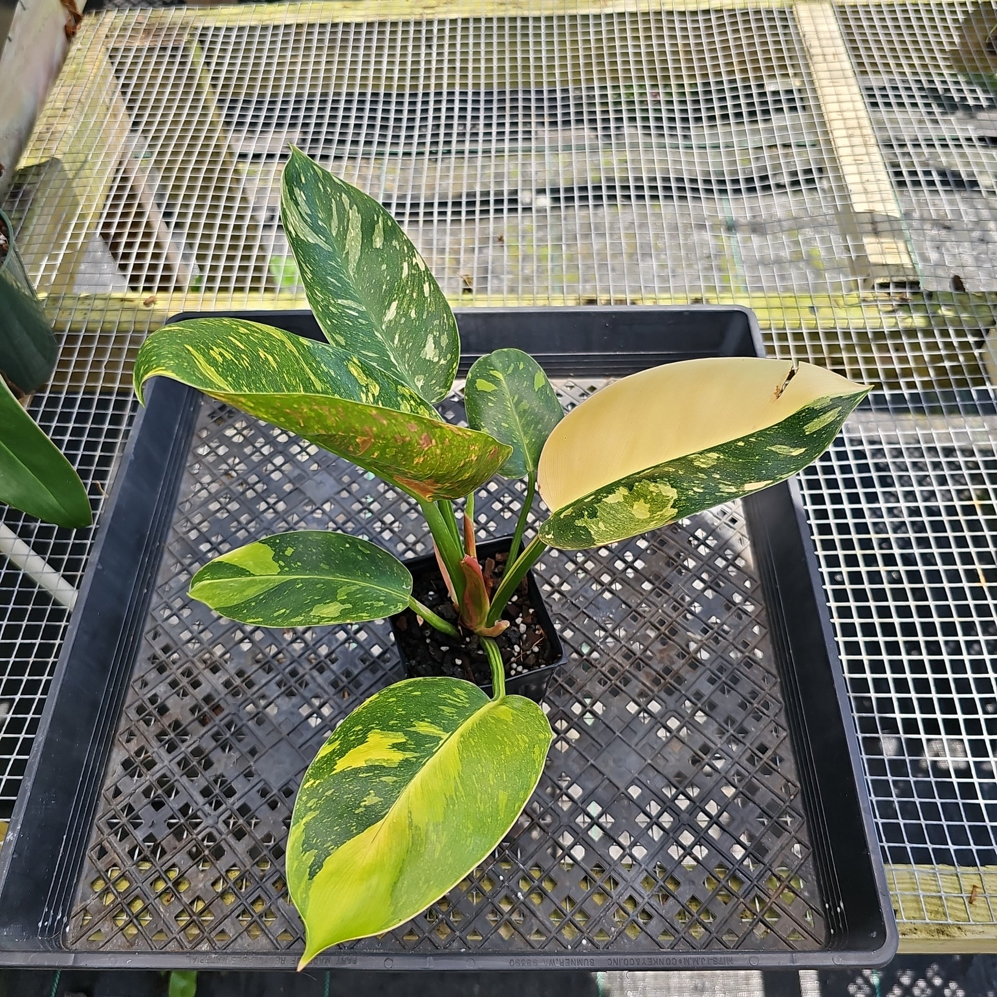 Philodendron Green Congo Nuclear, Exact Plant Variegated Ships Nationw ...