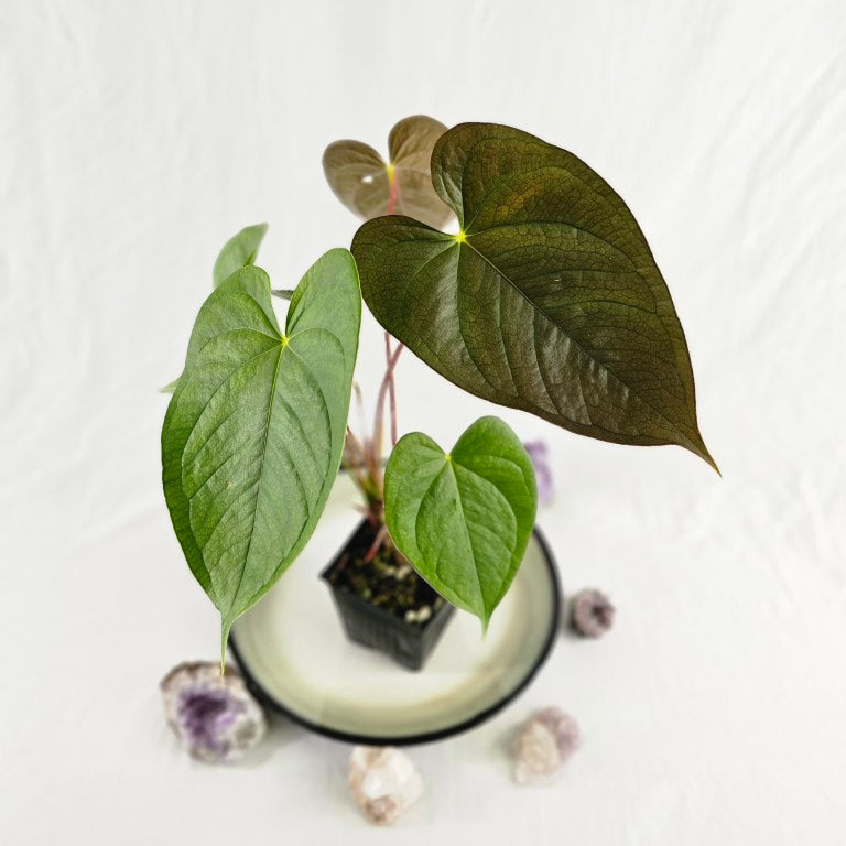 Anthurium Red Beauty, Exact Plant double plant – Canopy Gems