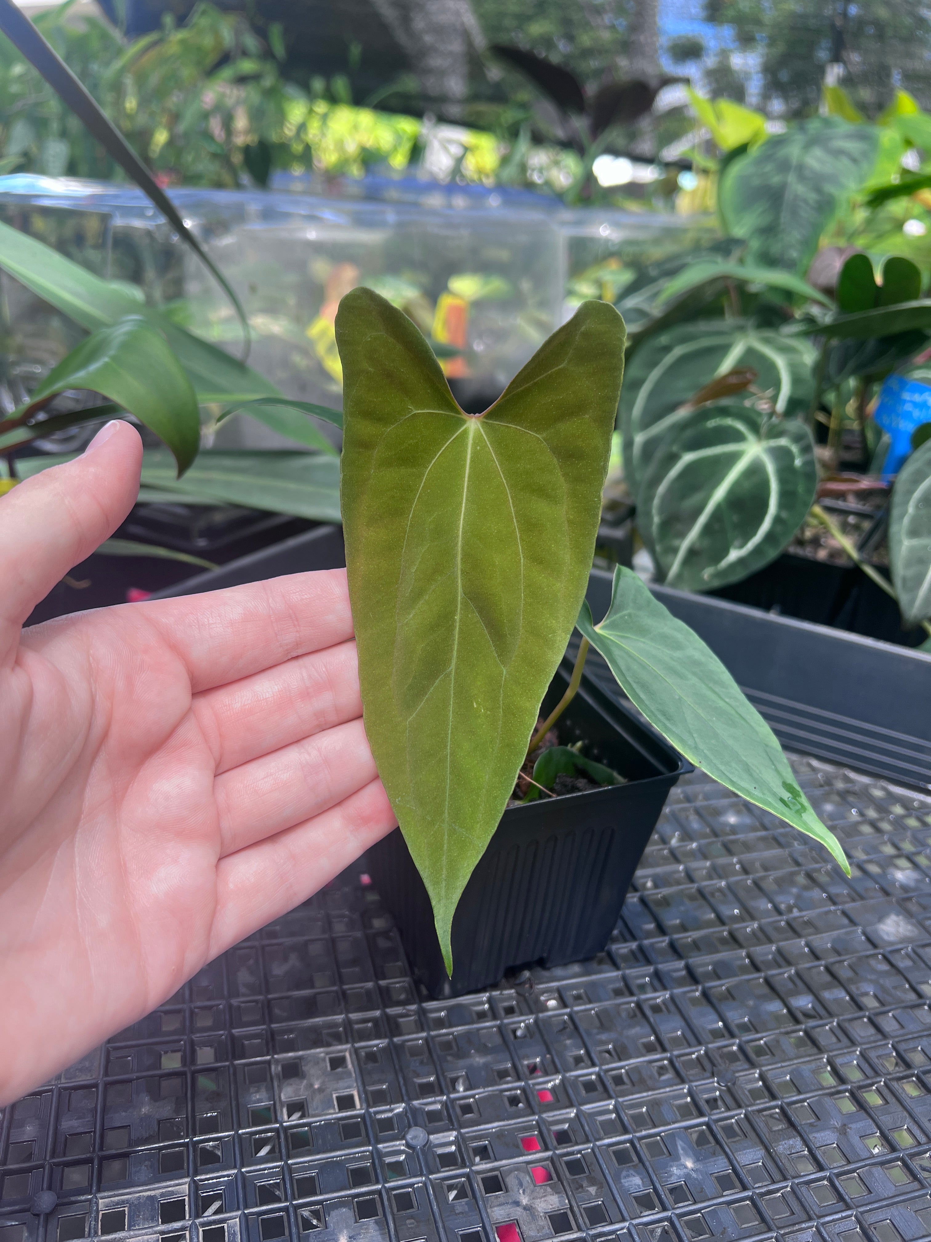 Anthurium Papillilaminum Fort Sherman X ( FS X Ralph Lynam Plant Ship ...