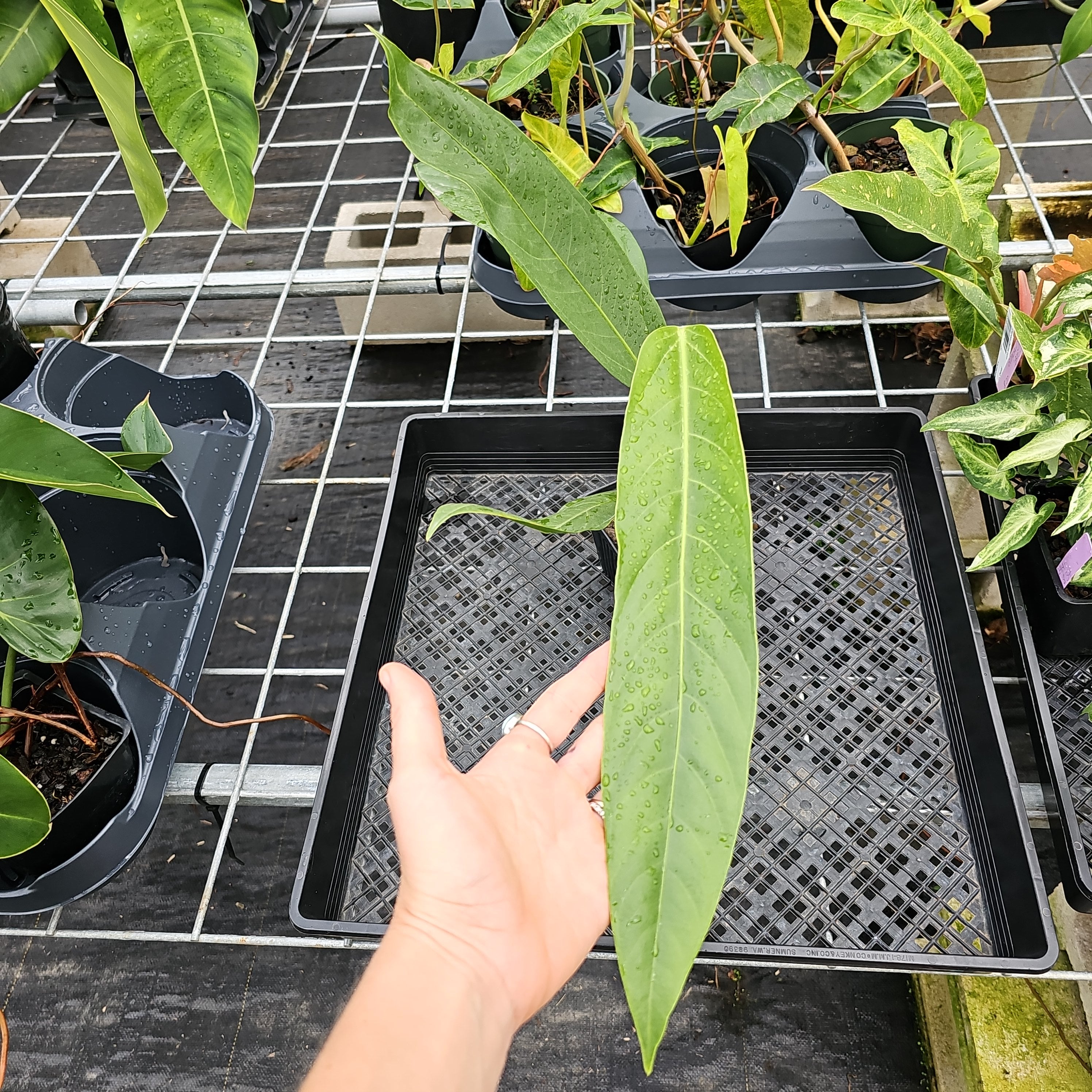 Anthurium Spectabile, Exact Plant Ships Nationwide – Canopy Gems