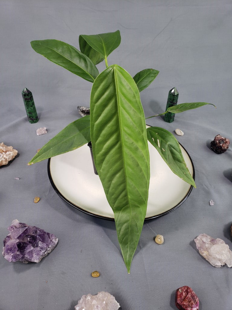 Anthurium Spectabile Narrow Form Ships nationwide – Canopy Gems