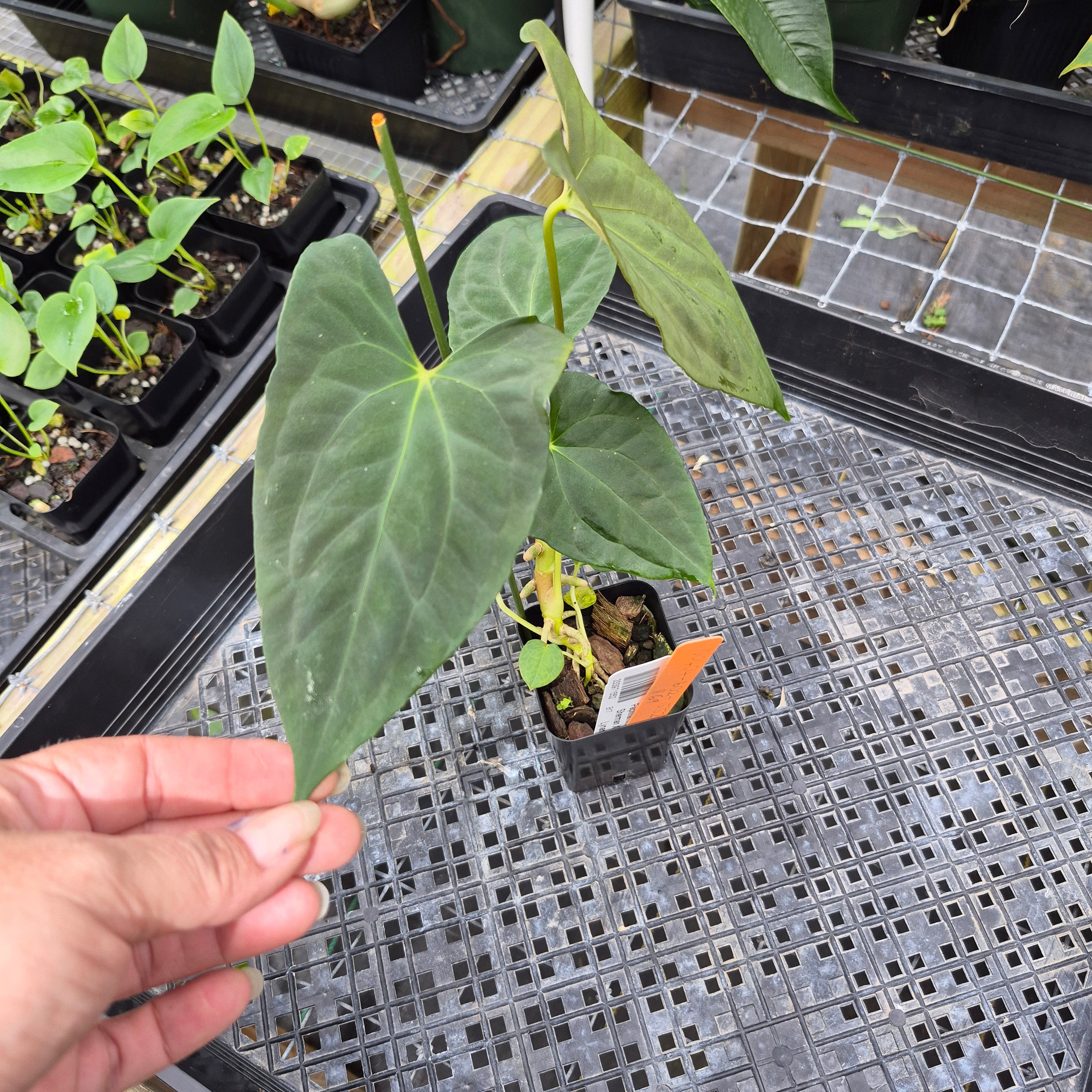 Anthurium Papillilaminum Fort Sherman X Ralph Lynam,Exact Plant Ships ...
