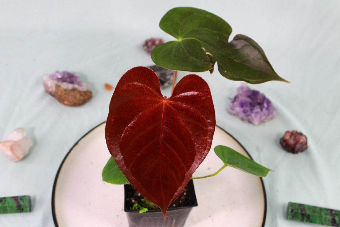 Anthurium Red Beauty, Exact Plant – Canopy Gems
