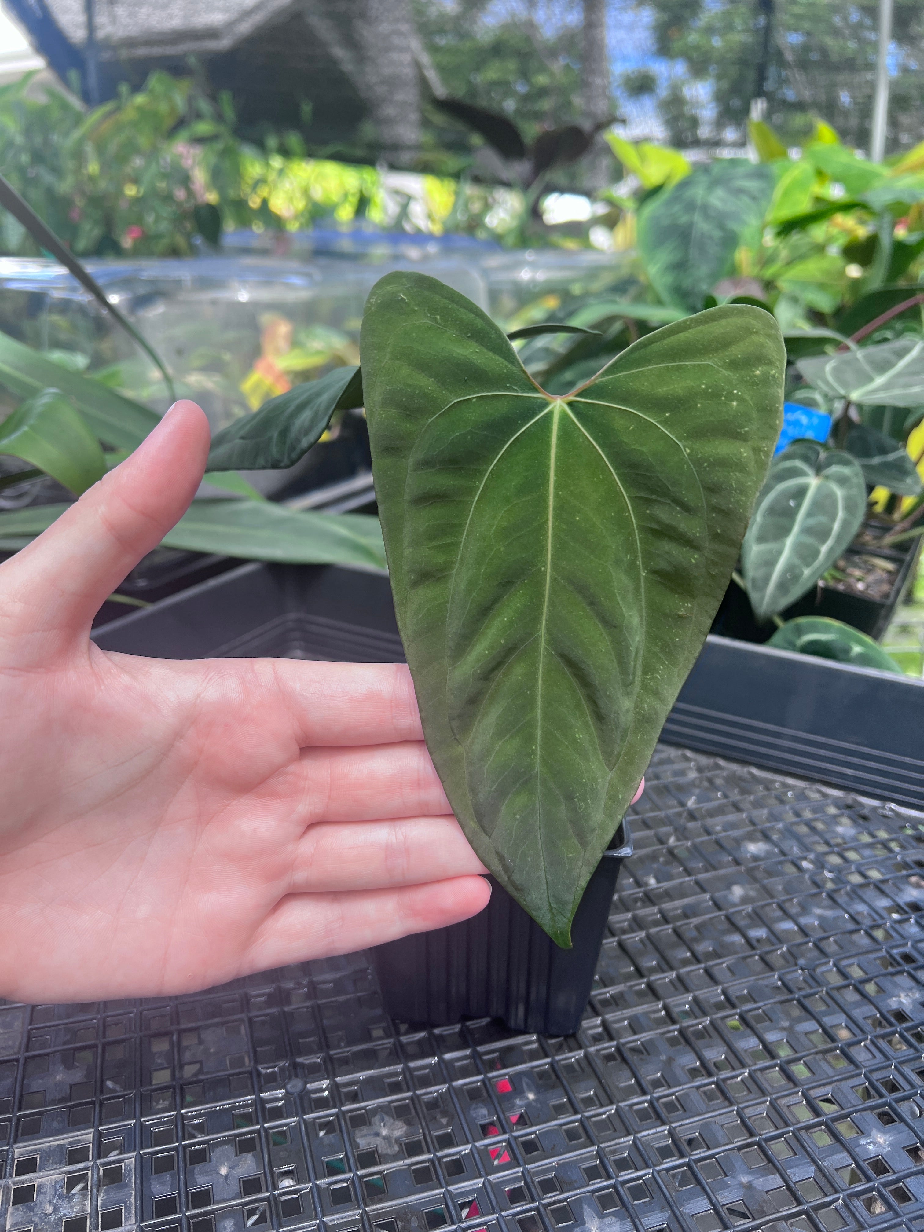 Anthurium Papillilaminum Fort Sherman X ( FS X Ralph Lynam), Ships Nat ...