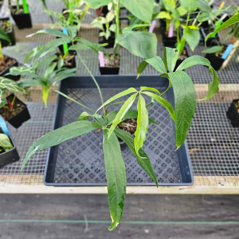 Anthurium Polydactylum, Exact Plant Ships Nationwide – Canopy Gems