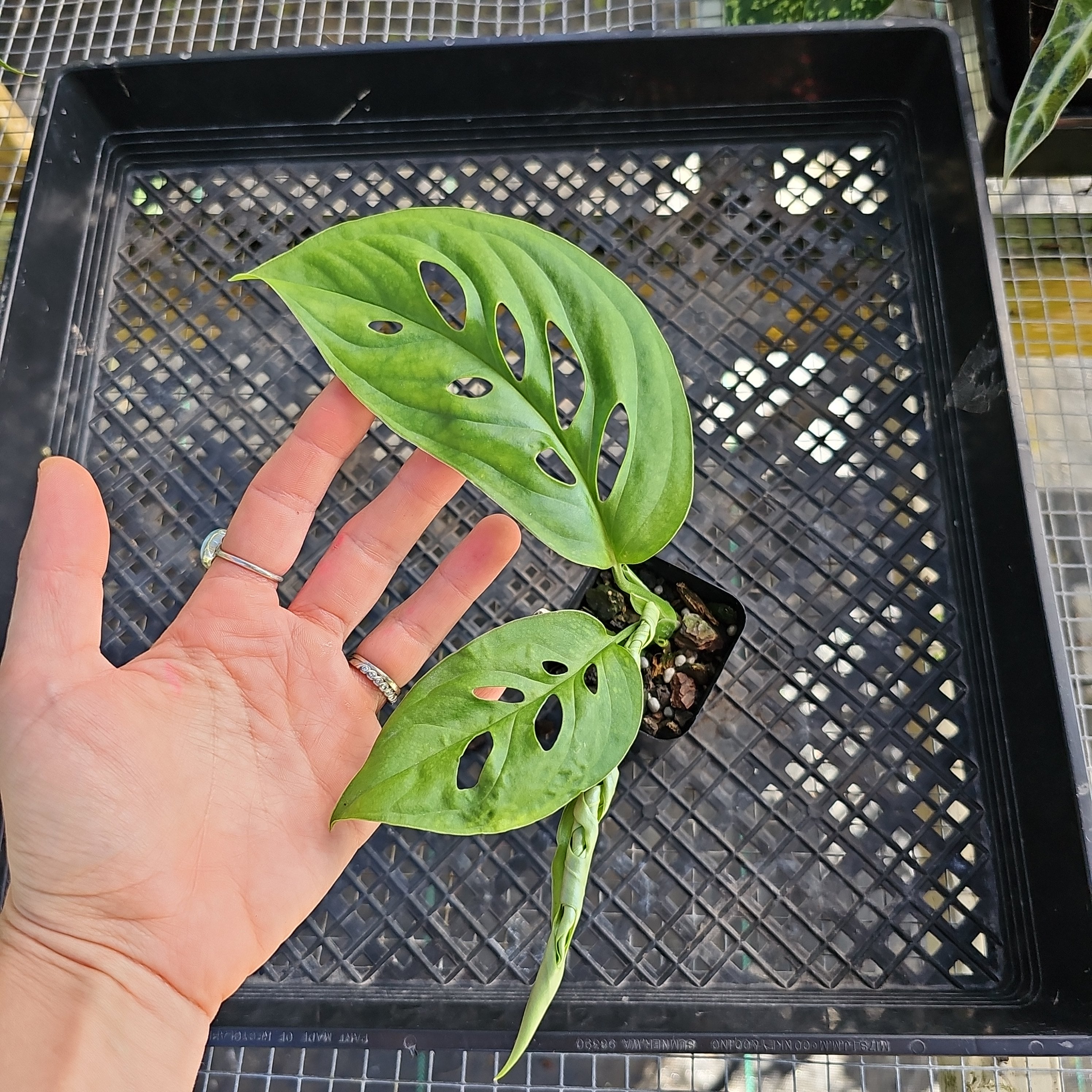 Monstera Esqueleto, Exact Plant Ships Nationwide – Canopy Gems