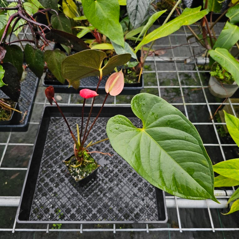 Anthurium Red Beauty, Exact Plant – Canopy Gems