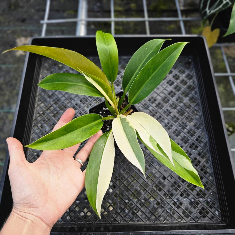 Philodendron Wend Imbe, Exact Plant Variegated 4" – Canopy Gems