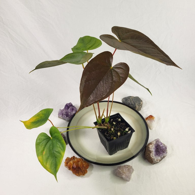 Anthurium Red Beauty, Exact Plant double plant – Canopy Gems