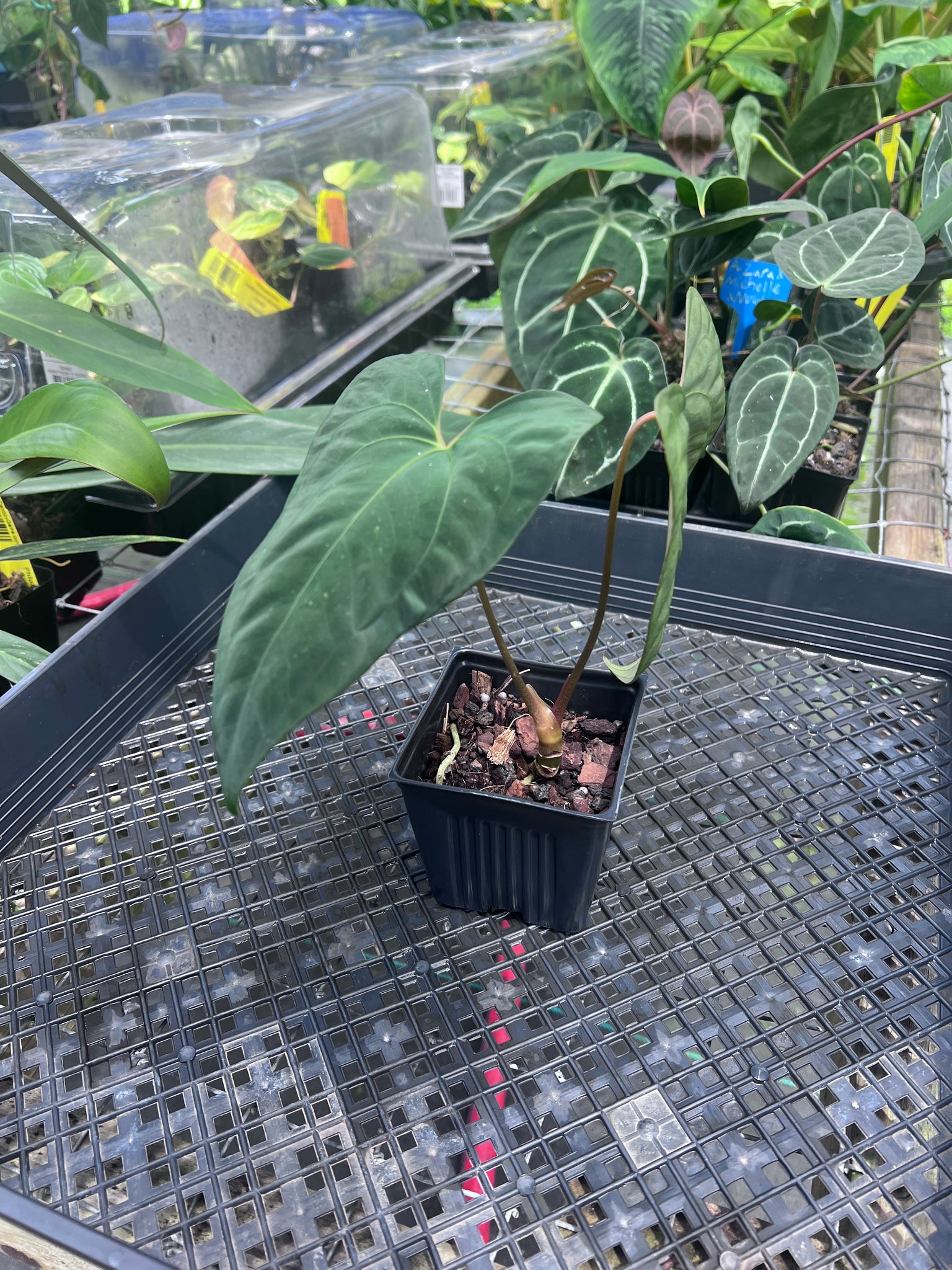 Anthurium Papillilaminum Fort Sherman X ( FS X Ralph Lynam), Ships Nat ...