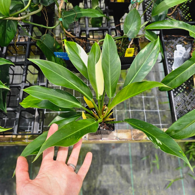 Philodendron Wend Imbe, Exact Plant Variegated Ships Nationwide ...