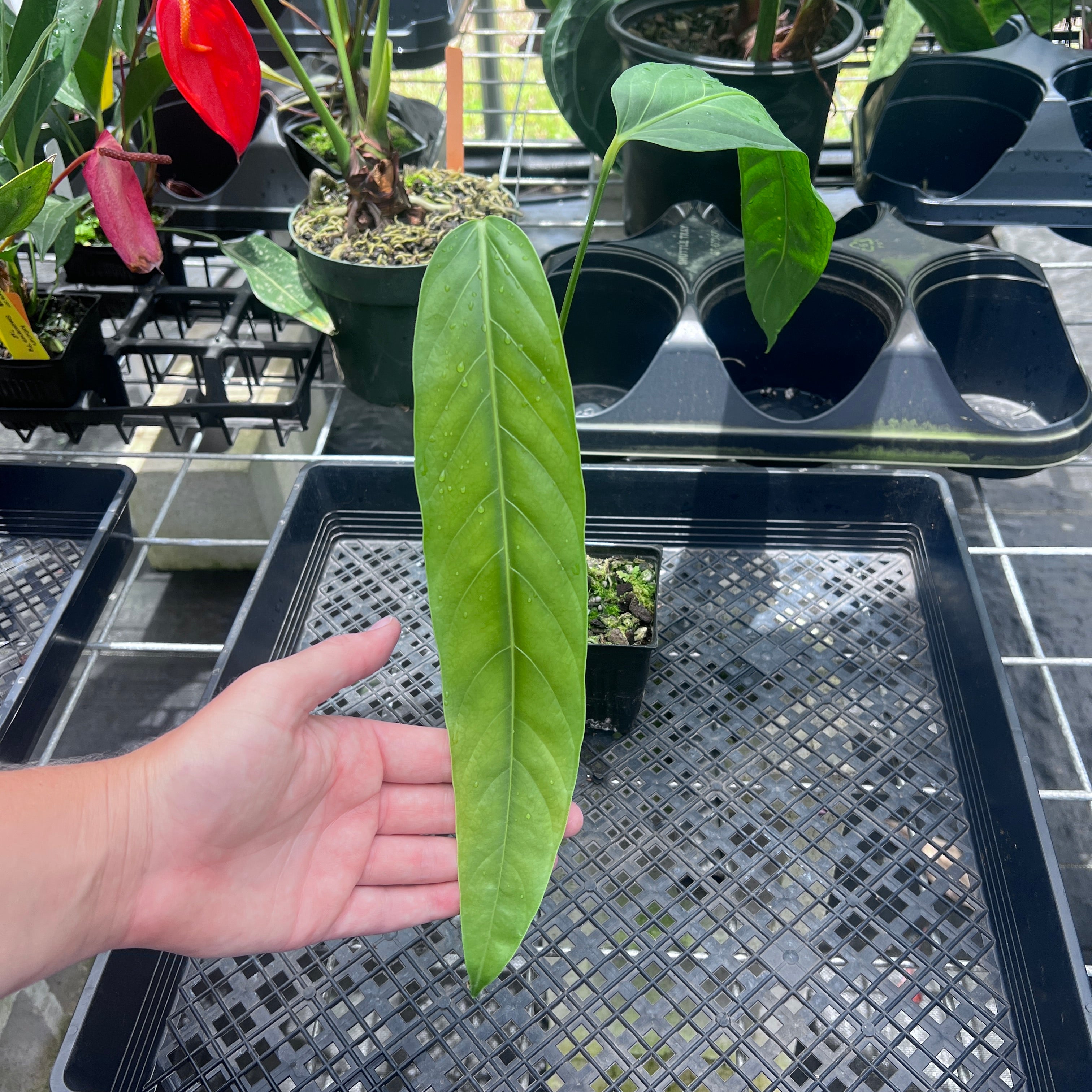 Anthurium Spectabile Wide Form, Exact Plant Ships Nationwide – Canopy Gems