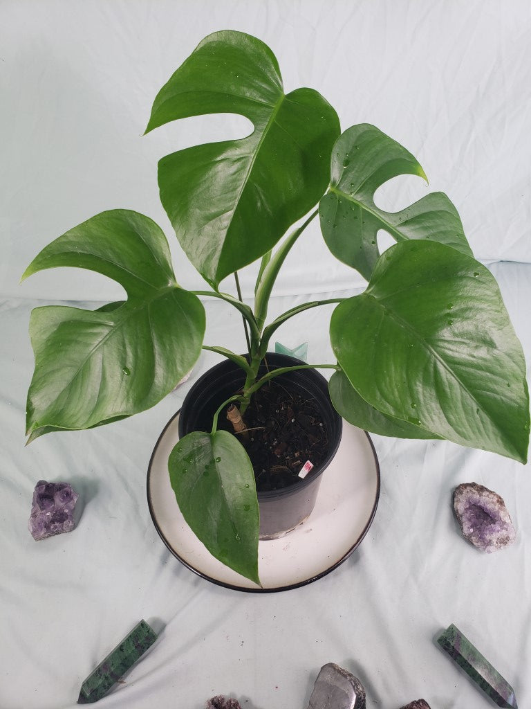 SP Sierrana, exact plant, Monstera Deliciosa Hawaii clone, ships natio ...