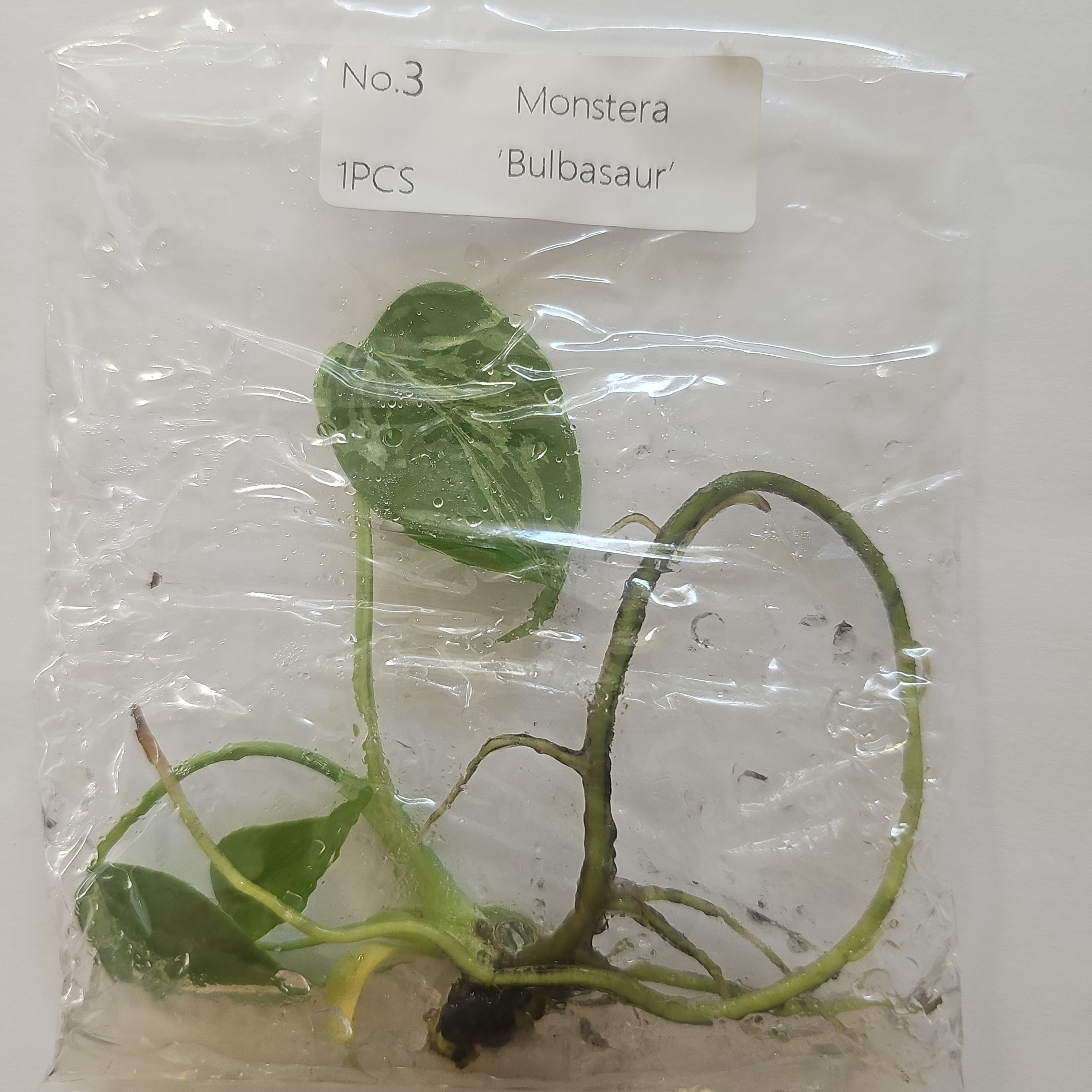 Monstera Deliciosa Bulbasaur variegated tissue culture 2DayAir – Canopy ...