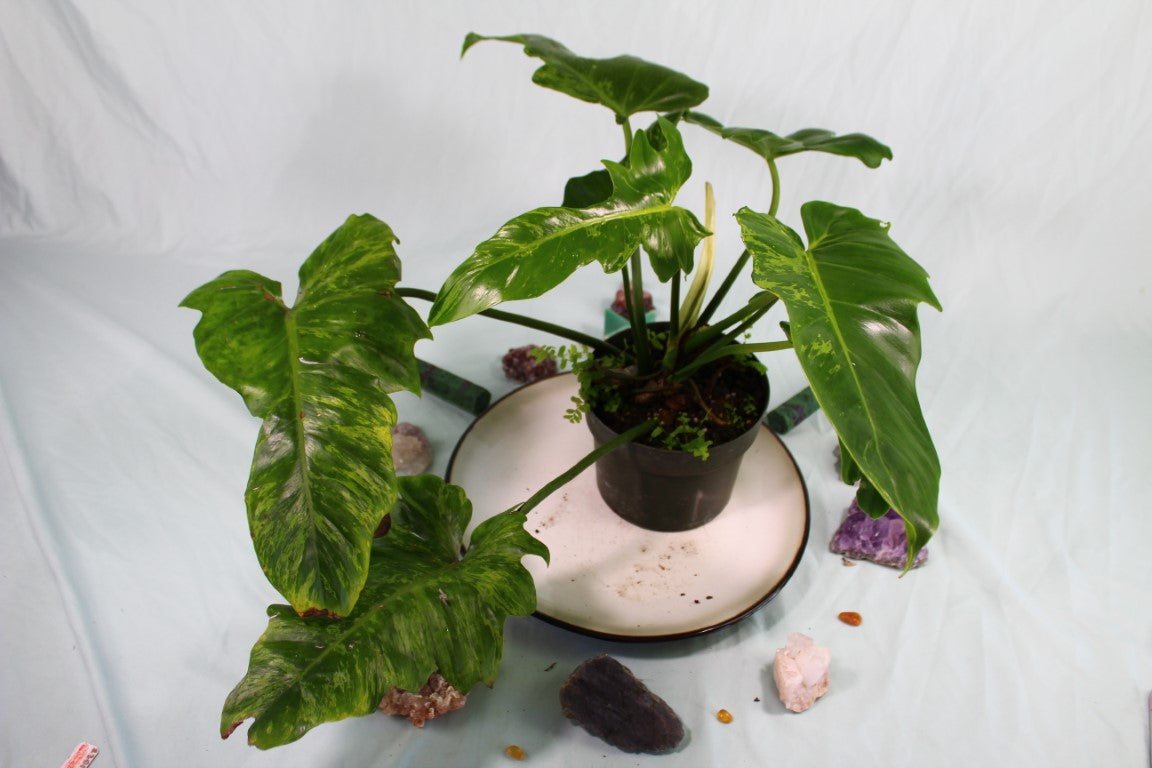 Variegated Philodendron Mottled Dragon Lime Fiddle Exact Plant – Canopy ...