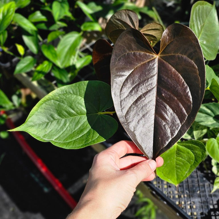 Anthurium Red Beauty, Exact Plant Ships Nationwide – Canopy Gems