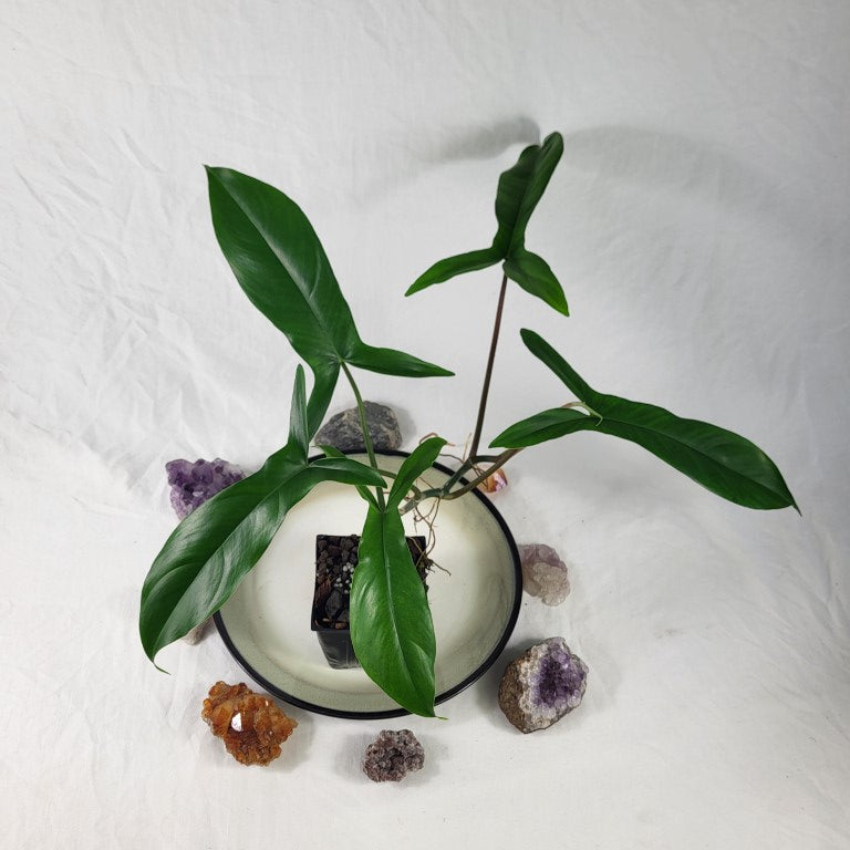 Philodendron 69686, Exact Plant – Canopy Gems