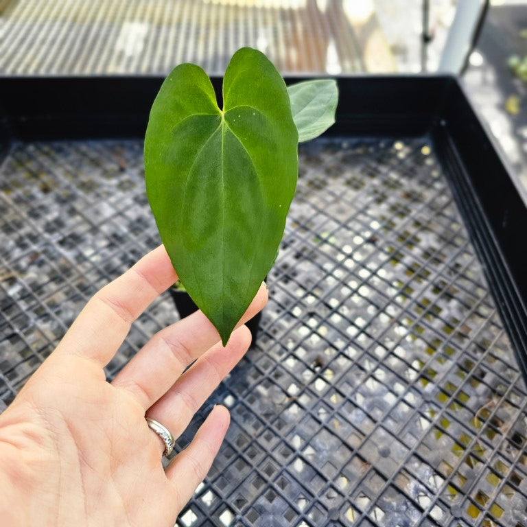 Anthurium Papillilaminum Fort Sherman X ( FS X Ralph Lynam), Ships Nat ...