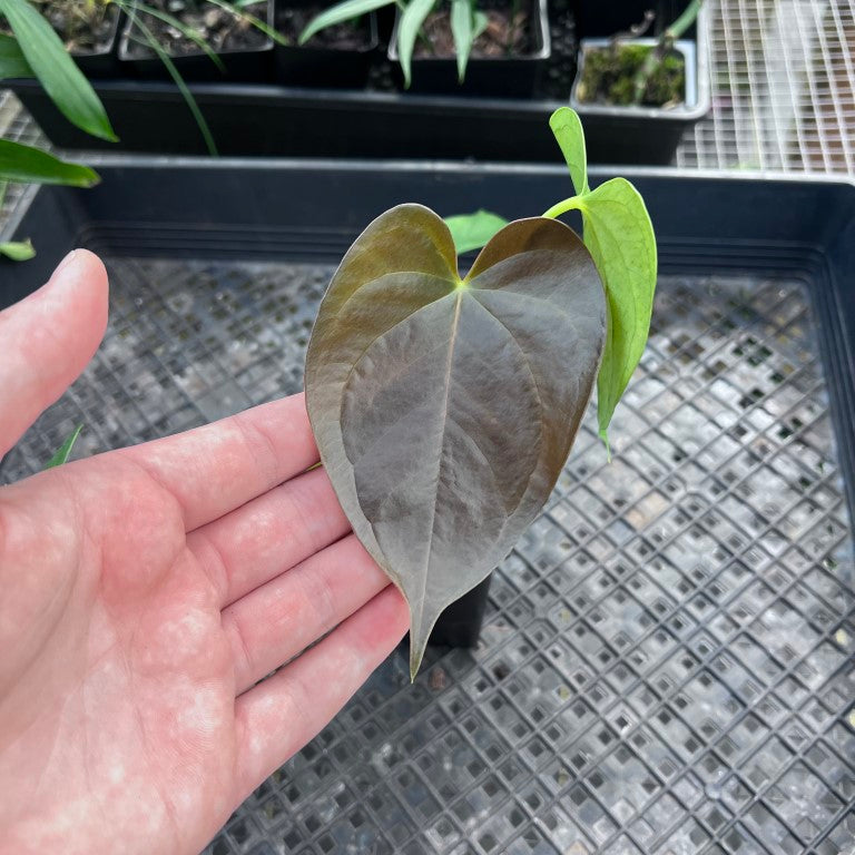 Anthurium Red Beauty, Exact Plant Ships Nationwide – Canopy Gems