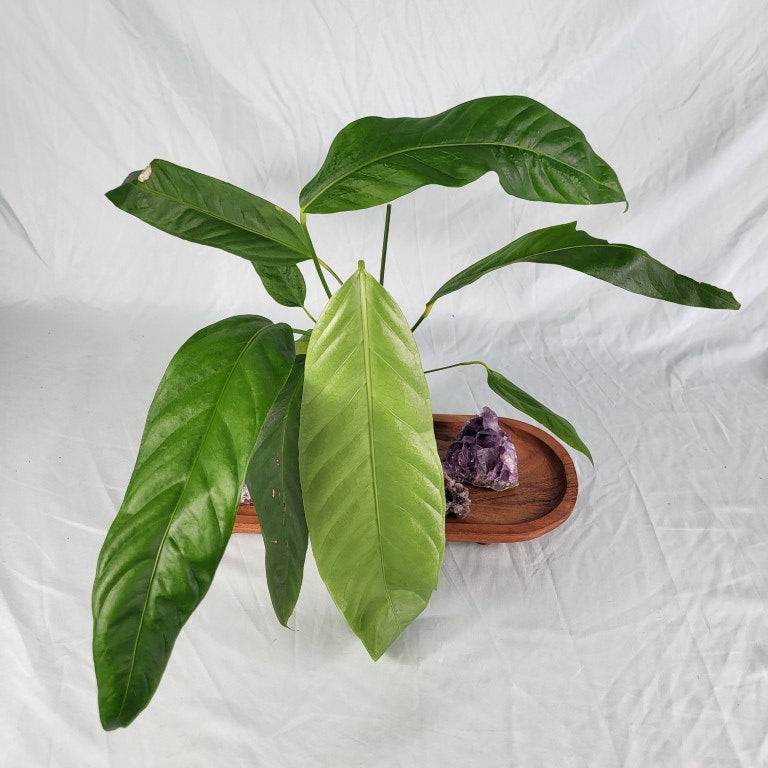 Anthurium Spectabile Wide Form, Exact Plant – Canopy Gems