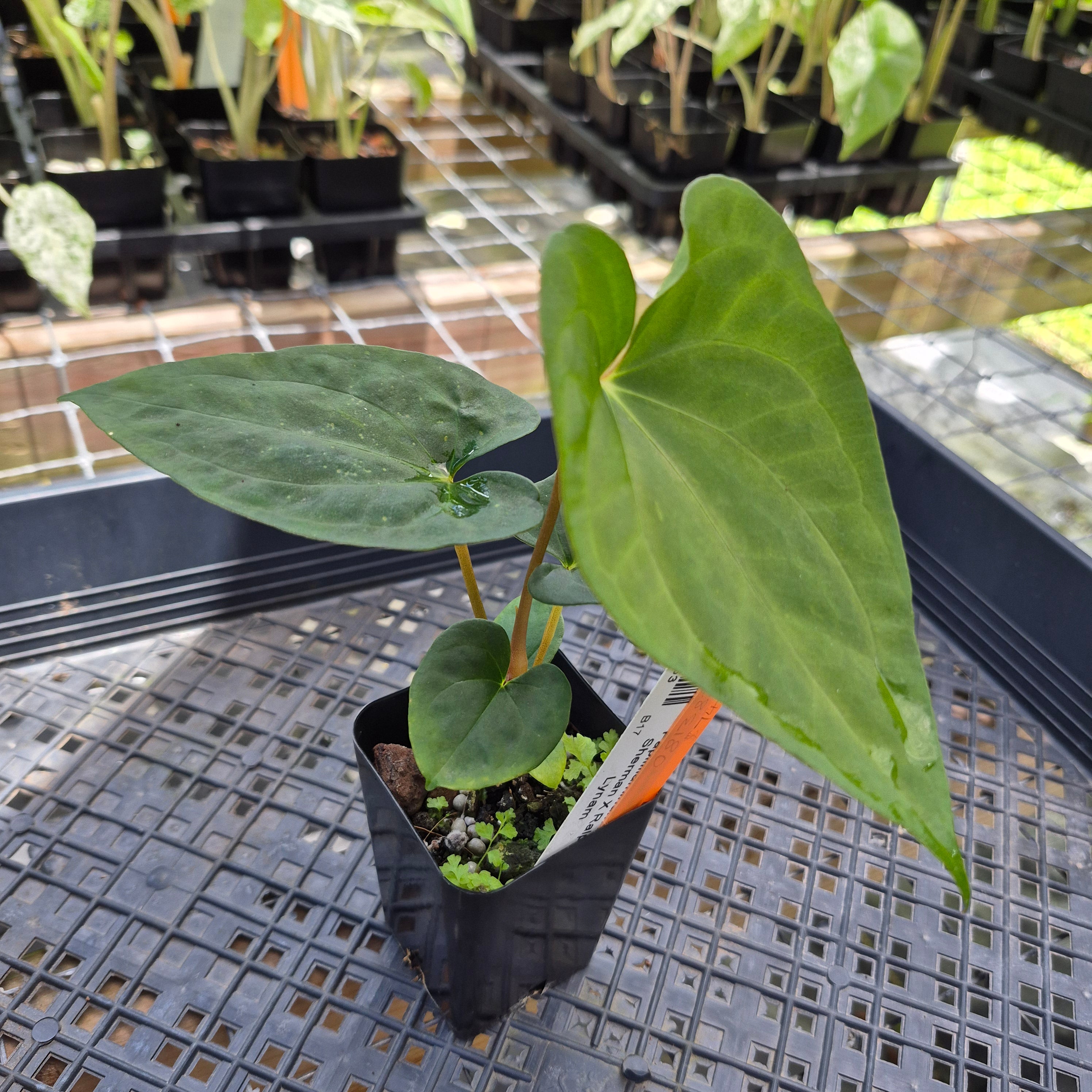 Anthurium Papillilaminum Fort Sherman X Ralph Lynam, Exact Plant Ship ...