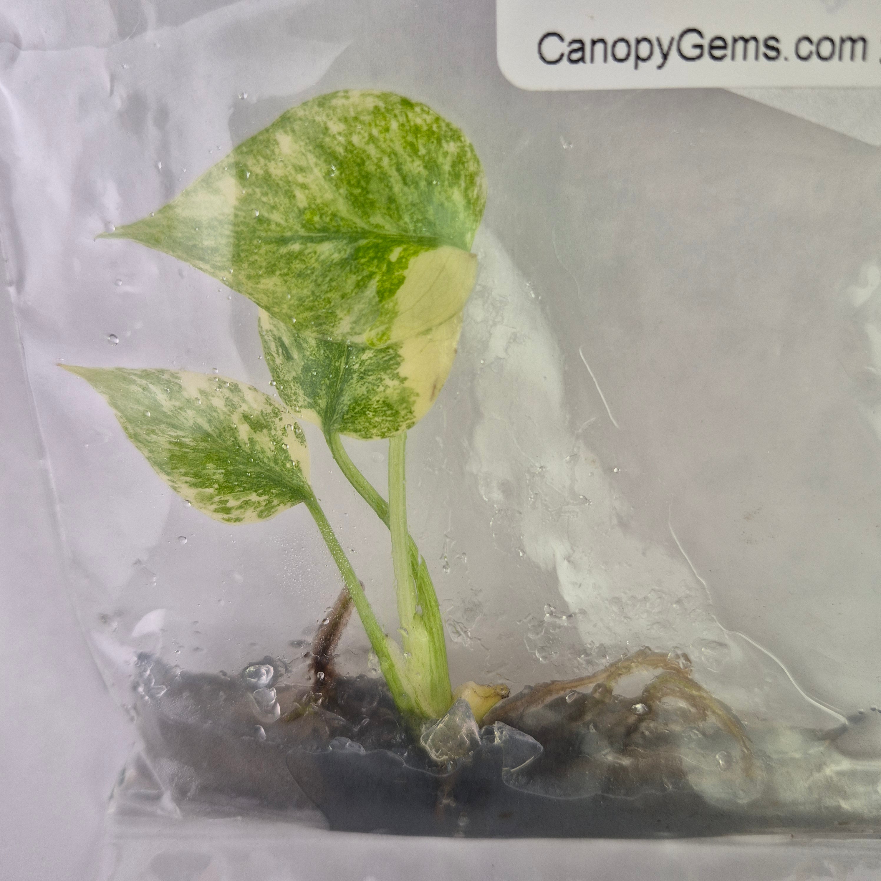 Monstera Deliciosa Legacy variegated tissue culture 2DayAir – Canopy Gems
