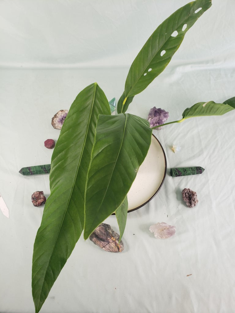 Anthurium Spectabile, Exact Plant – Canopy Gems