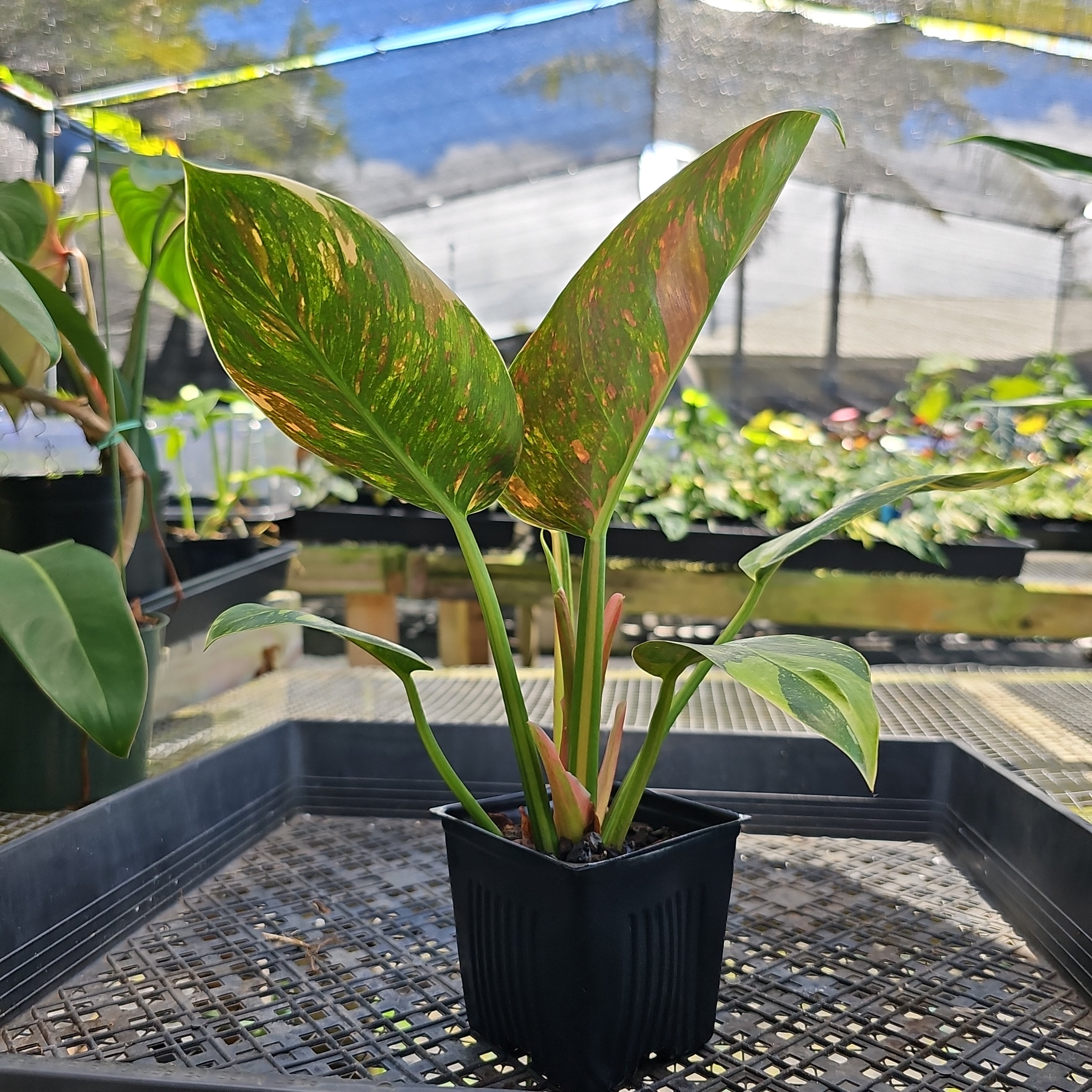 Philodendron Green Congo Nuclear, Exact Plant Variegated Ships Nationw ...