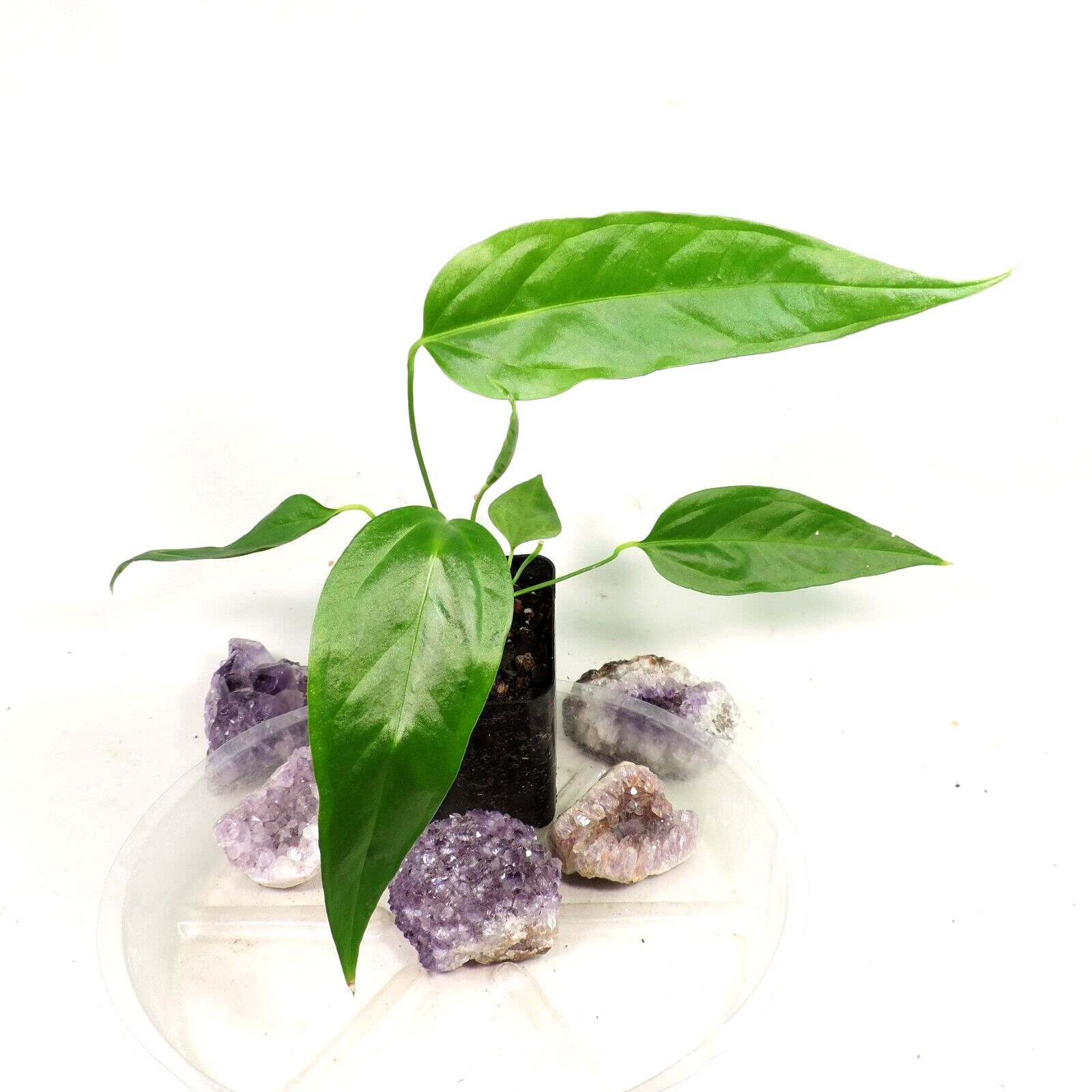 Anthurium Spectabile, small, ships nationwide – Canopy Gems