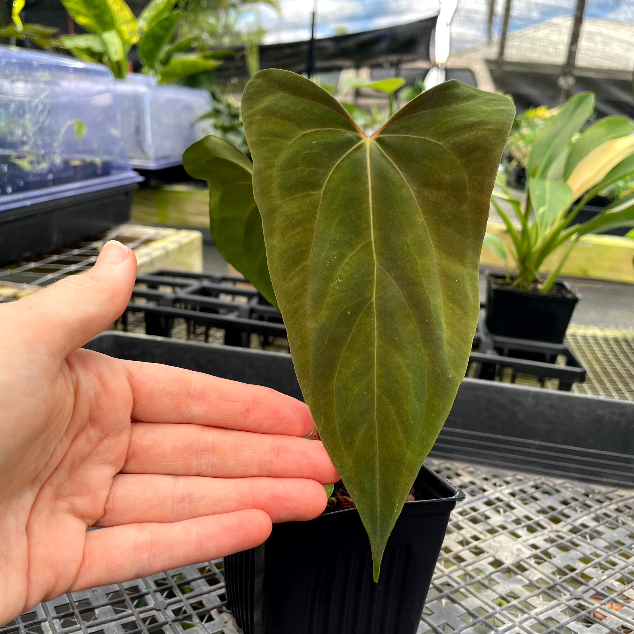 Anthurium Papillilaminum Fort Sherman X ( FS X Ralph Lynam), Exact Pla ...