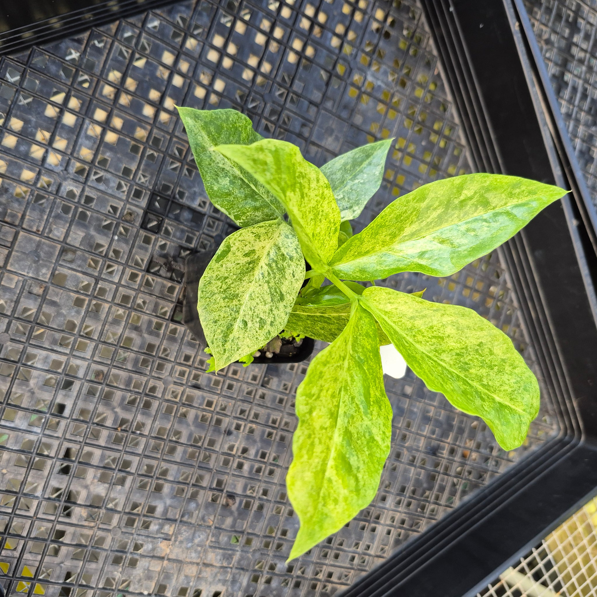 Zamioculcas Zamiifolia Wild Form ZZ, Exact Plant Variegated Ships Nati ...