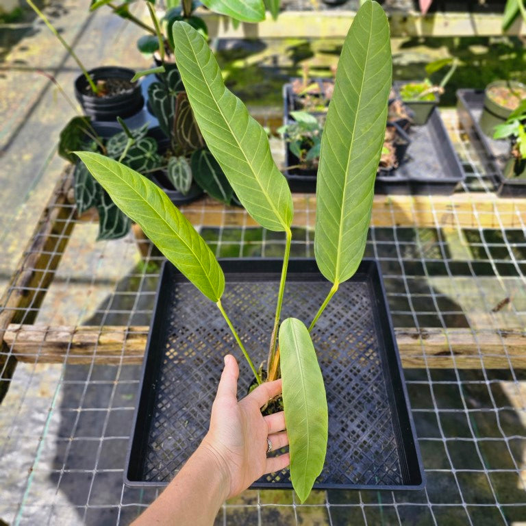 Anthurium Spectabile X, Exact Plant – Canopy Gems