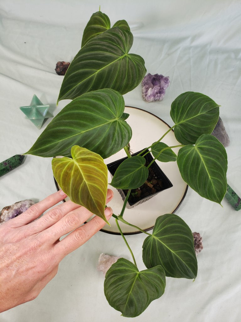 Splendid, double plant pot, sport-variegated, Exact Plant, Philodendro ...