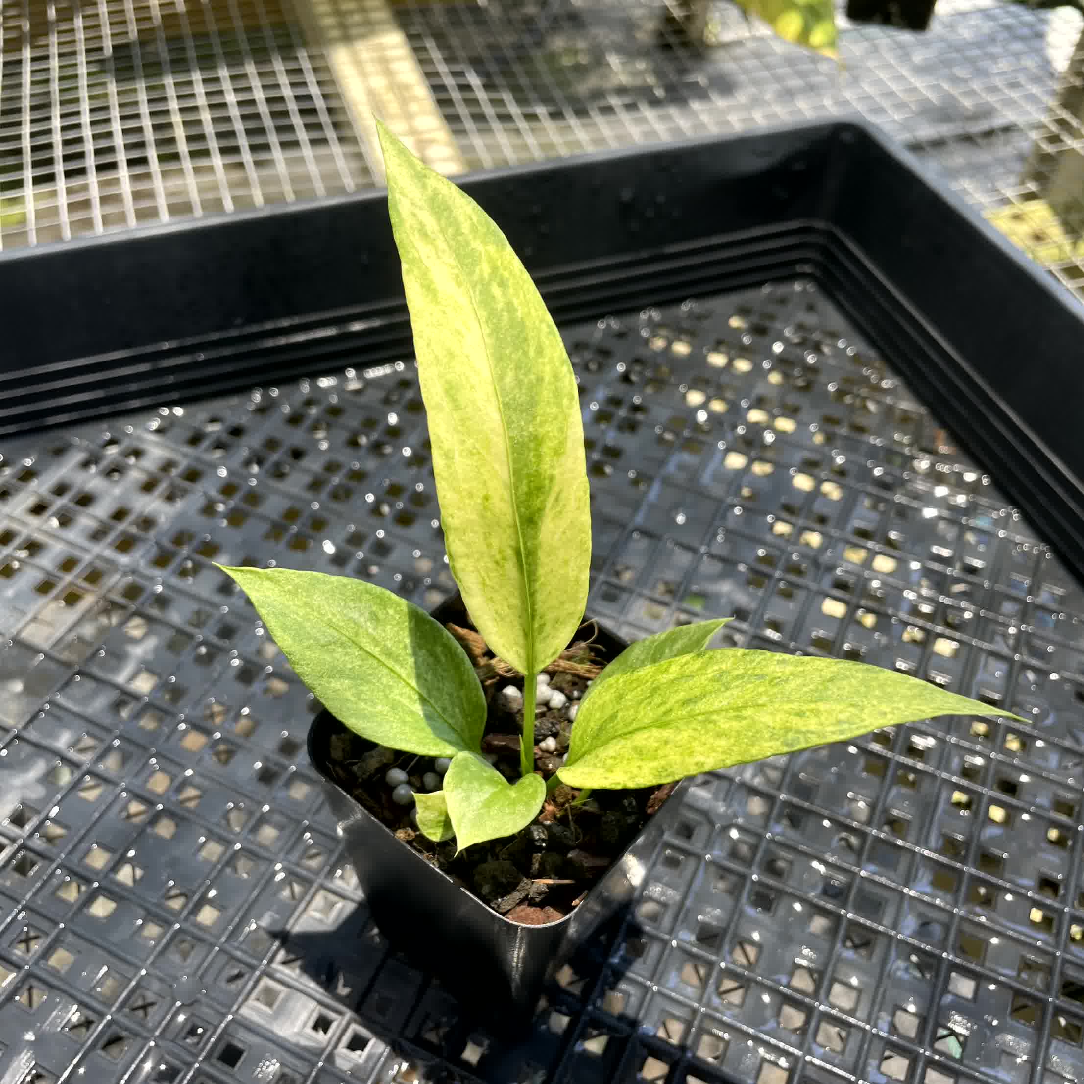 Anthurium Vittarifolium Variegated 2.5" Pot, Fedex 2 day* – Canopy Gems