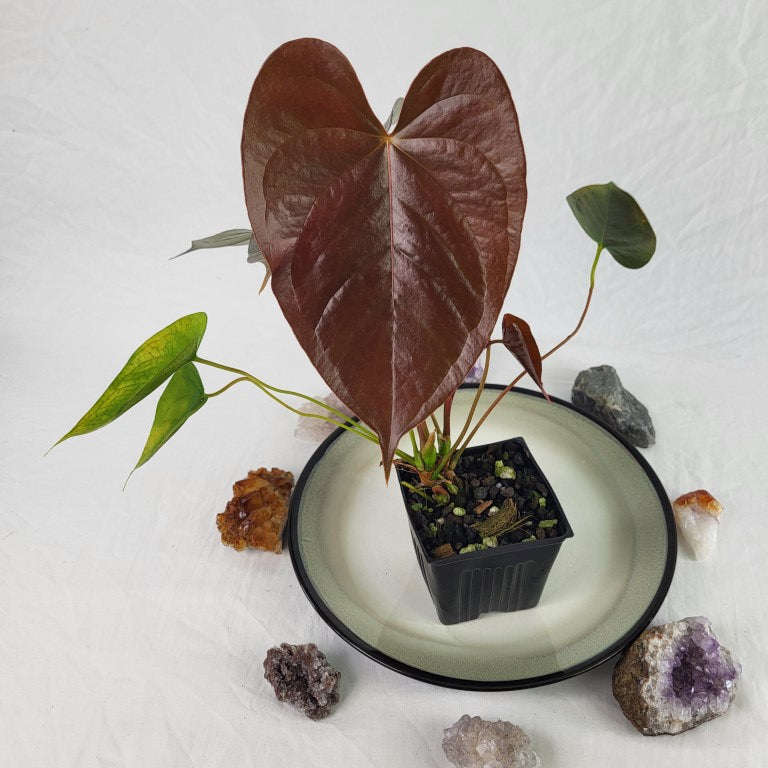 Anthurium Red Beauty, Exact Plant double plant – Canopy Gems