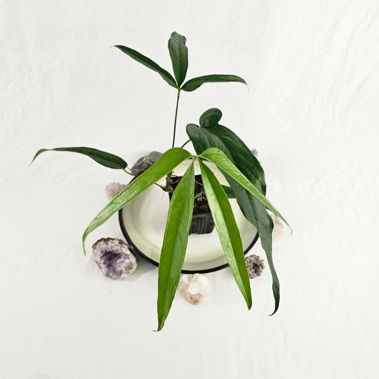 Anthurium Polydactylum, Exact Plant Ships Nationwide – Canopy Gems