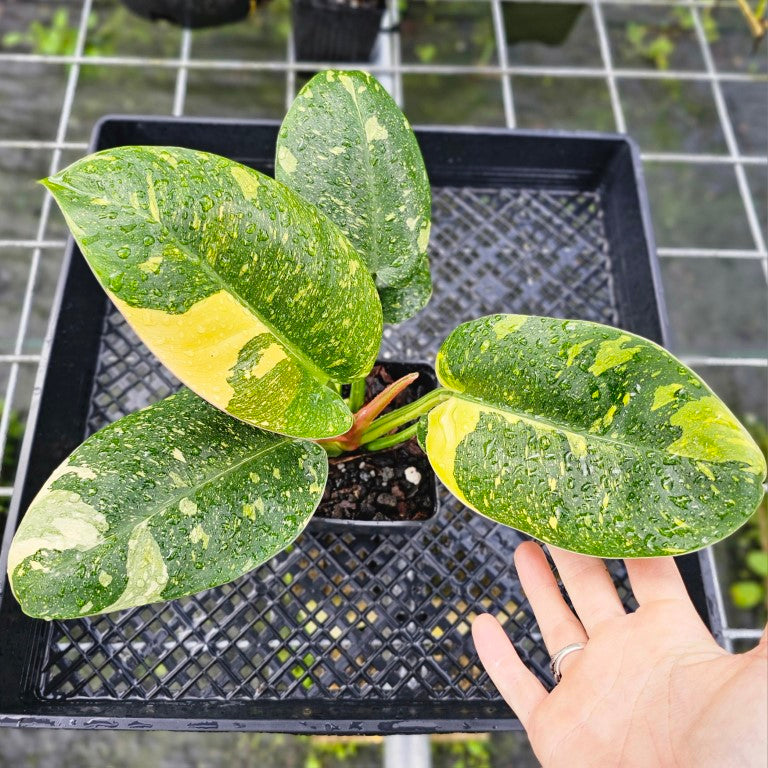 Philodendron Green Congo Nuclear, Exact Plant Variegated – Canopy Gems