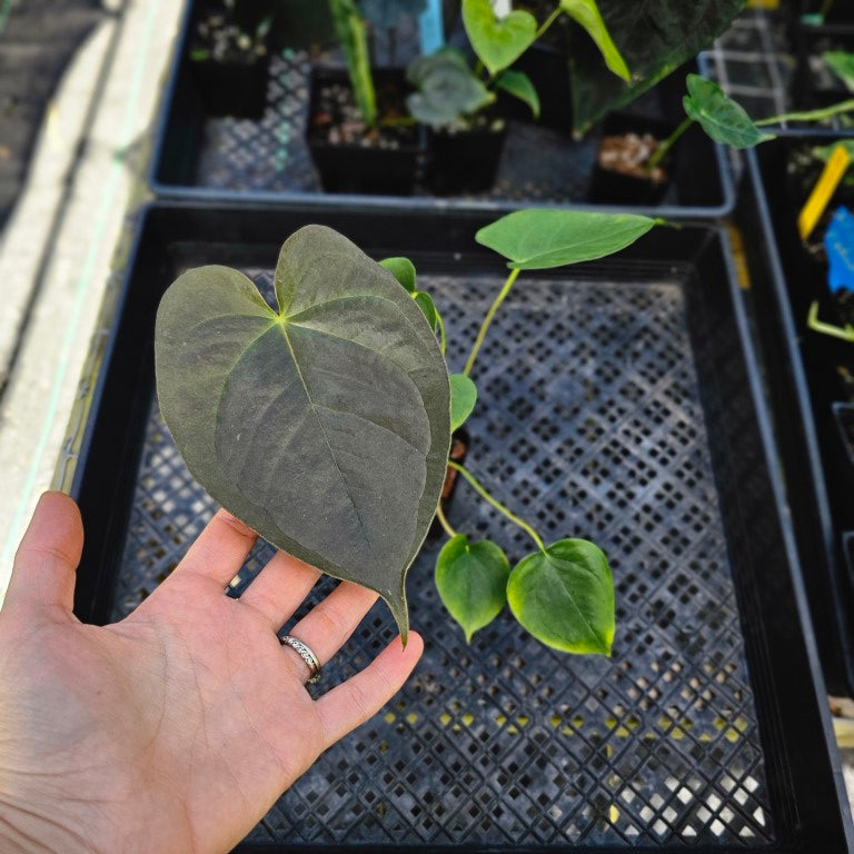 Anthurium Red Beauty, Exact Plant Ships Nationwide – Canopy Gems