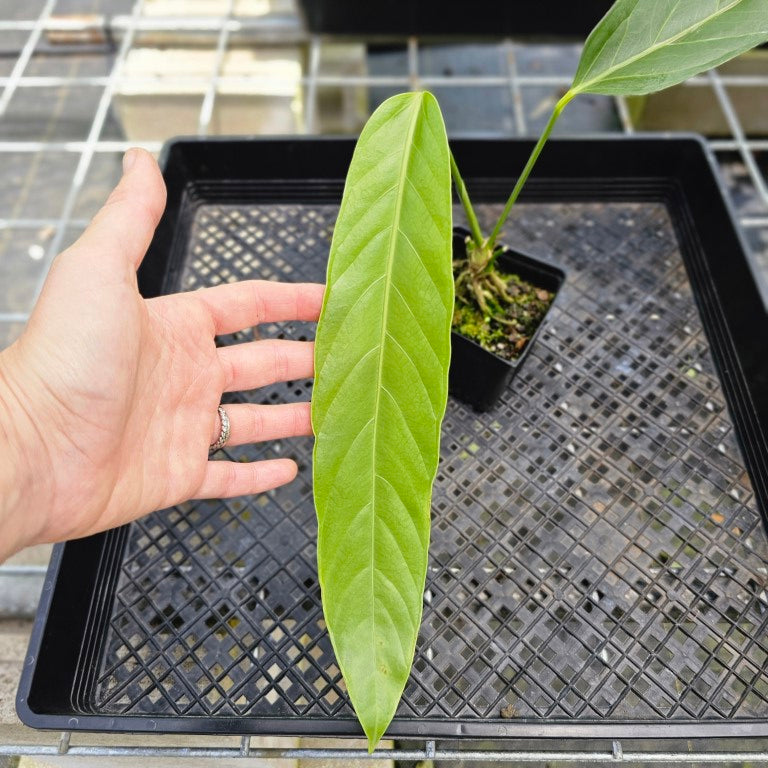 Anthurium Spectabile, Exact Plant Ships Nationwide – Canopy Gems