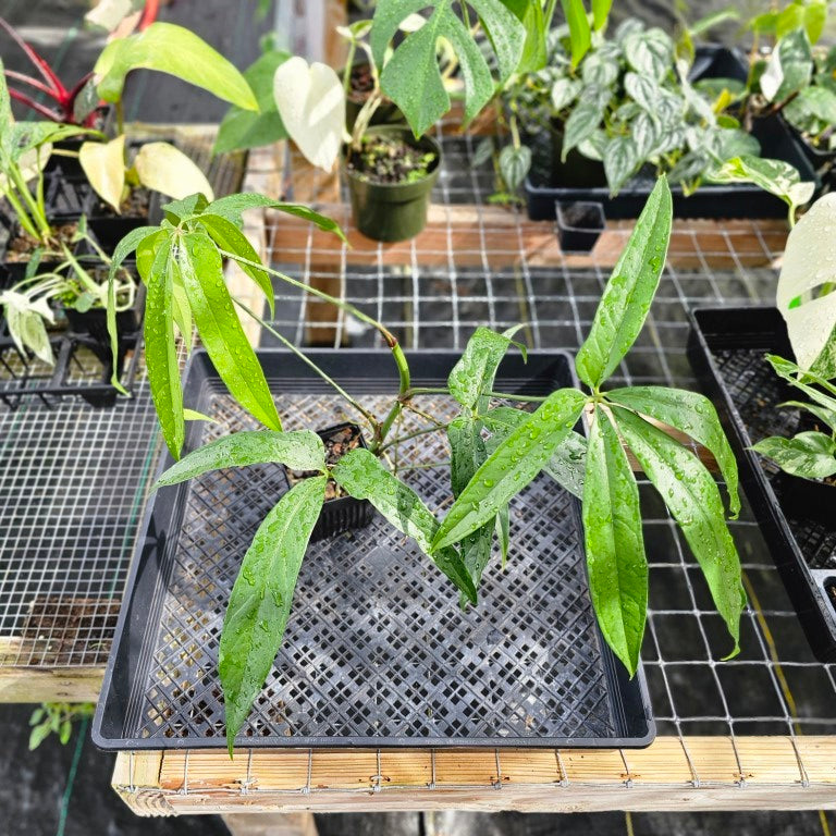 Anthurium Polydactylum, Exact Plant Ships Nationwide – Canopy Gems