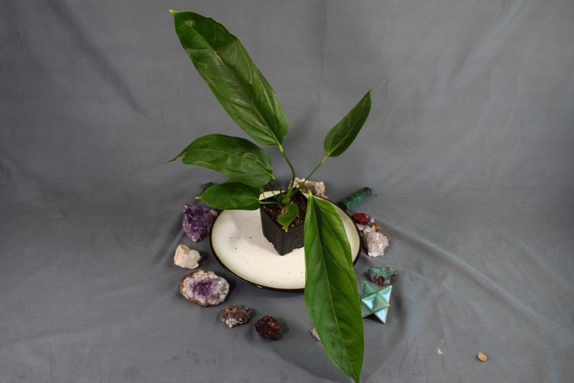 Anthurium Spectabile Wide Form Exact Plant Ships nationwide – Canopy Gems