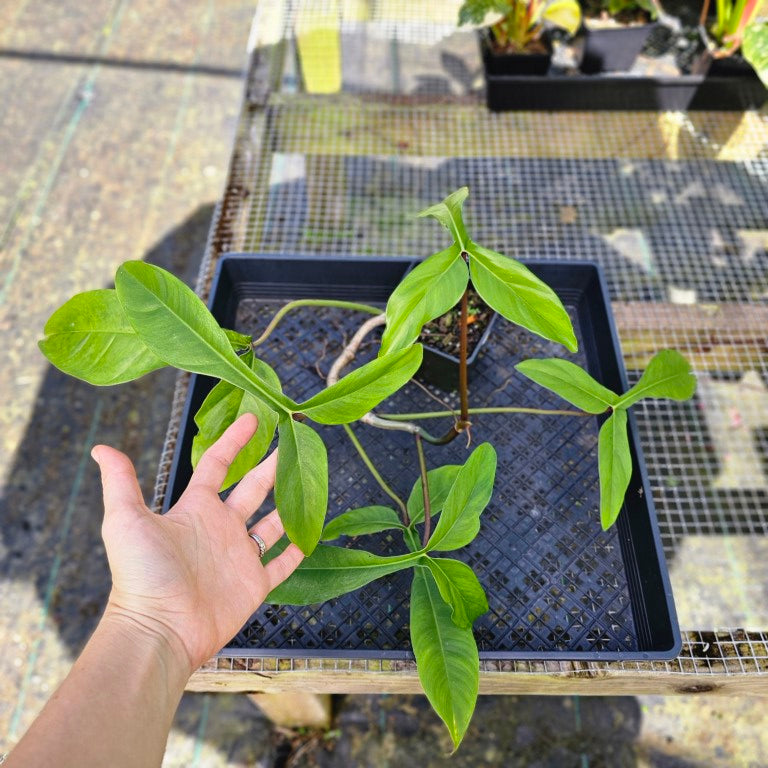 Philodendron 69686, Exact Plant – Canopy Gems