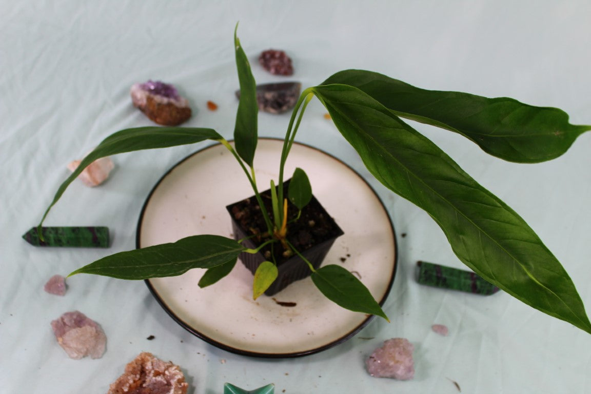Anthurium Spectabile Narrow Form, exact plant, ships nationwide ...