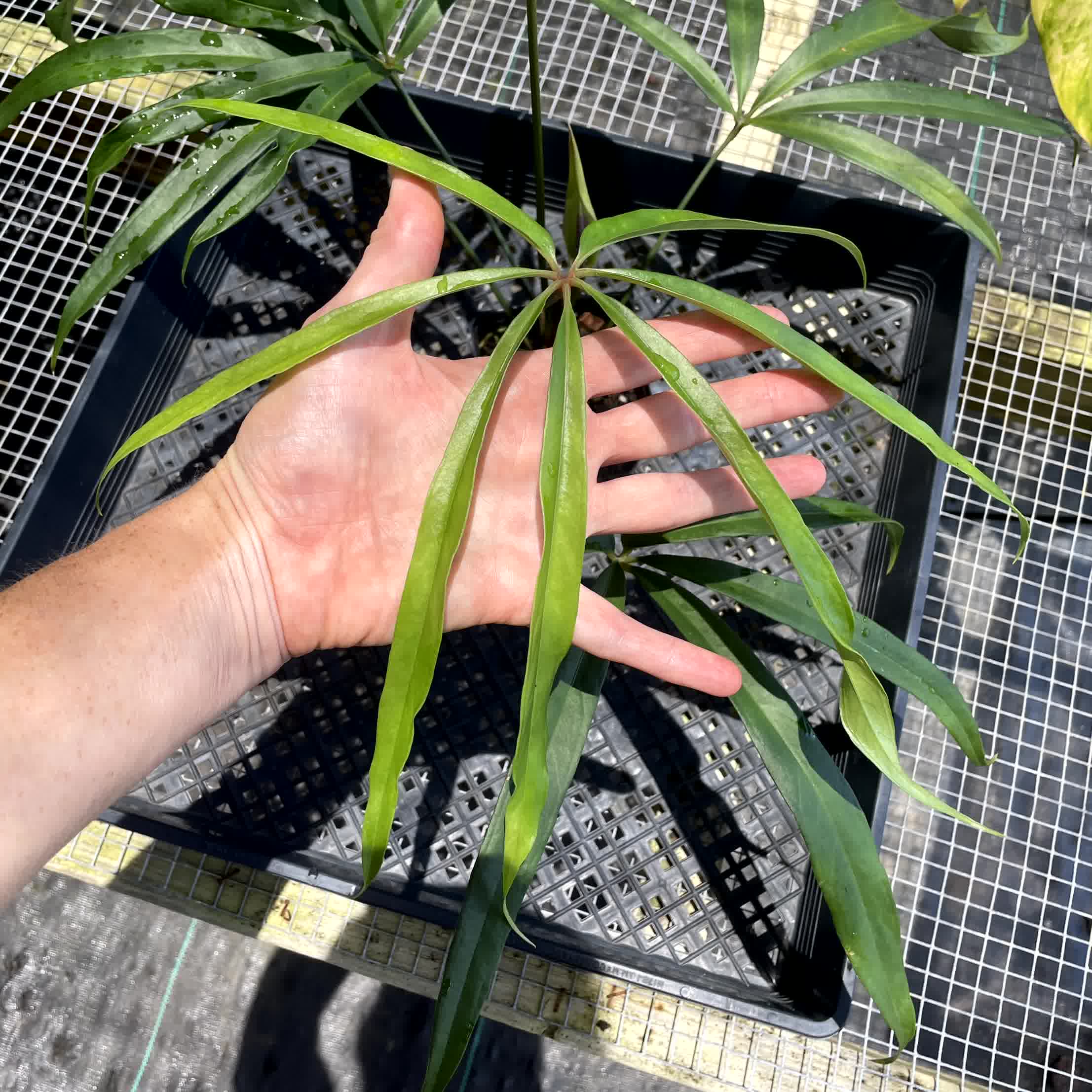 Anthurium Polydactylum, Exact Plant Ships Nationwide – Canopy Gems