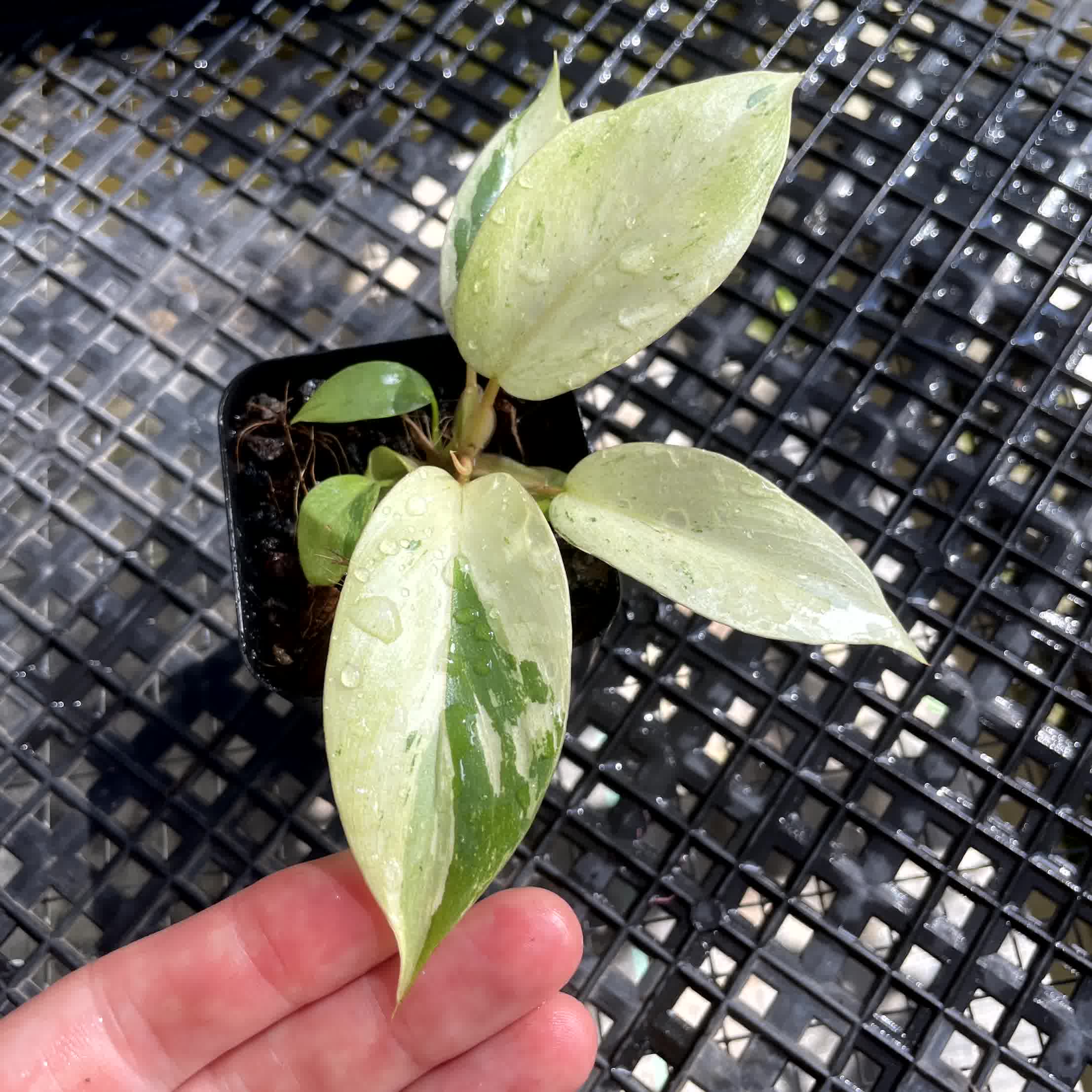 Philodendron Snowdrift, Exact Plant Variegated Ships Nationwide ...